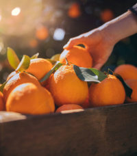 ORCHEX | Agricultural Spray Oils | Calumet